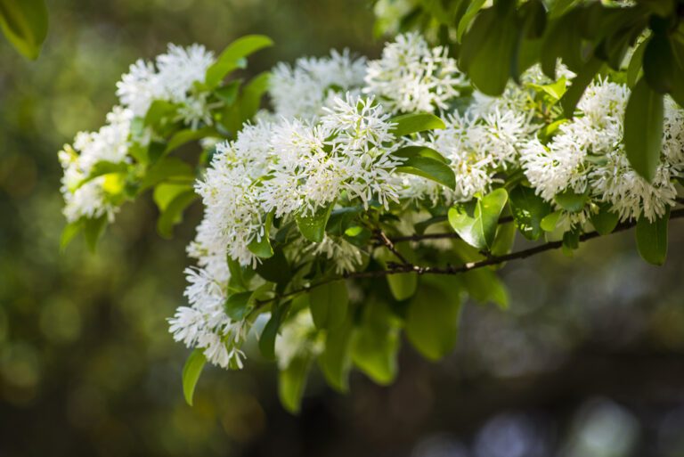 11 Small Trees That Will Make Your Landscape More Beautiful - The ...