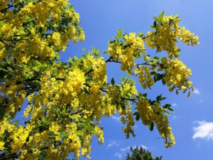 11 Small Trees That Will Make Your Landscape More Beautiful - The ...