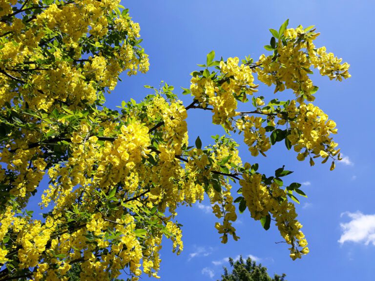 11 Small Trees That Will Make Your Landscape More Beautiful - The ...