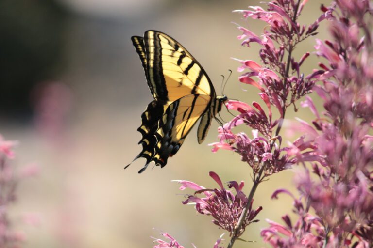 10 Nectar-Rich Plants to Put in Your Garden for Pollinators - The ...