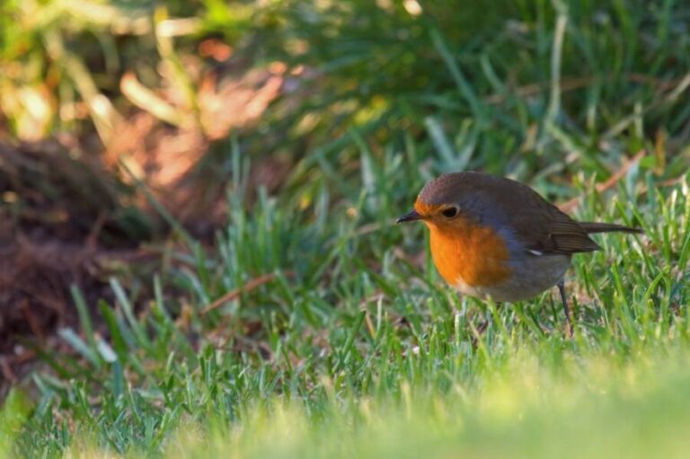 7 Natural Ways to Eliminate Slugs from Your Garden - The American House